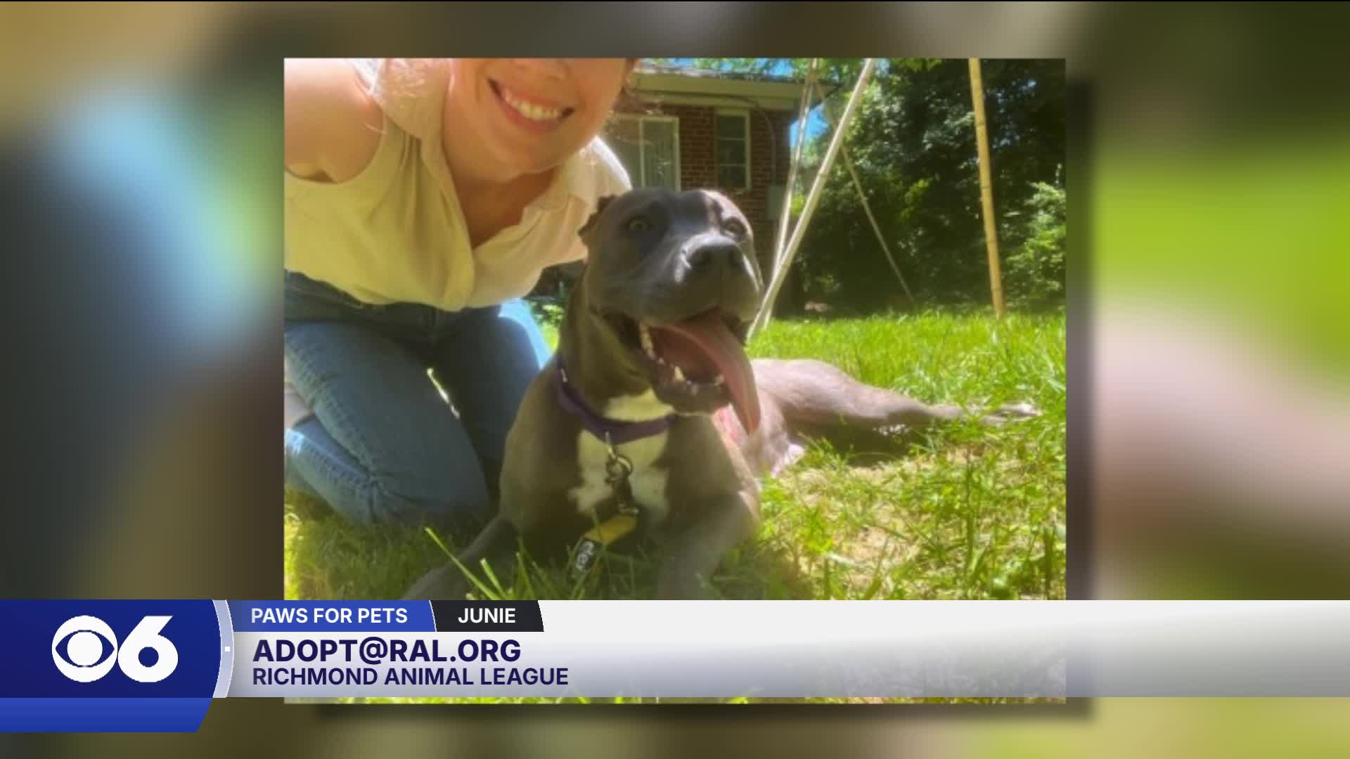 Paws for pets: Junie, a true sweetheart who loves to run & hang out on ...