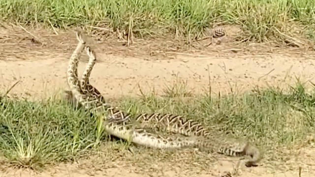 'Very cool to watch': Photo of twisted snakes spark wildlife mystery on ...