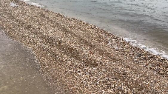 $2 million oyster restoration project rebuilds Corrigan’s Reef in Cedar Key