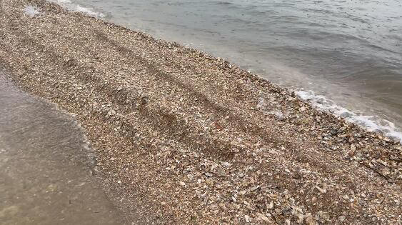 $2 million oyster restoration project rebuilds Corrigan’s Reef in Cedar Key