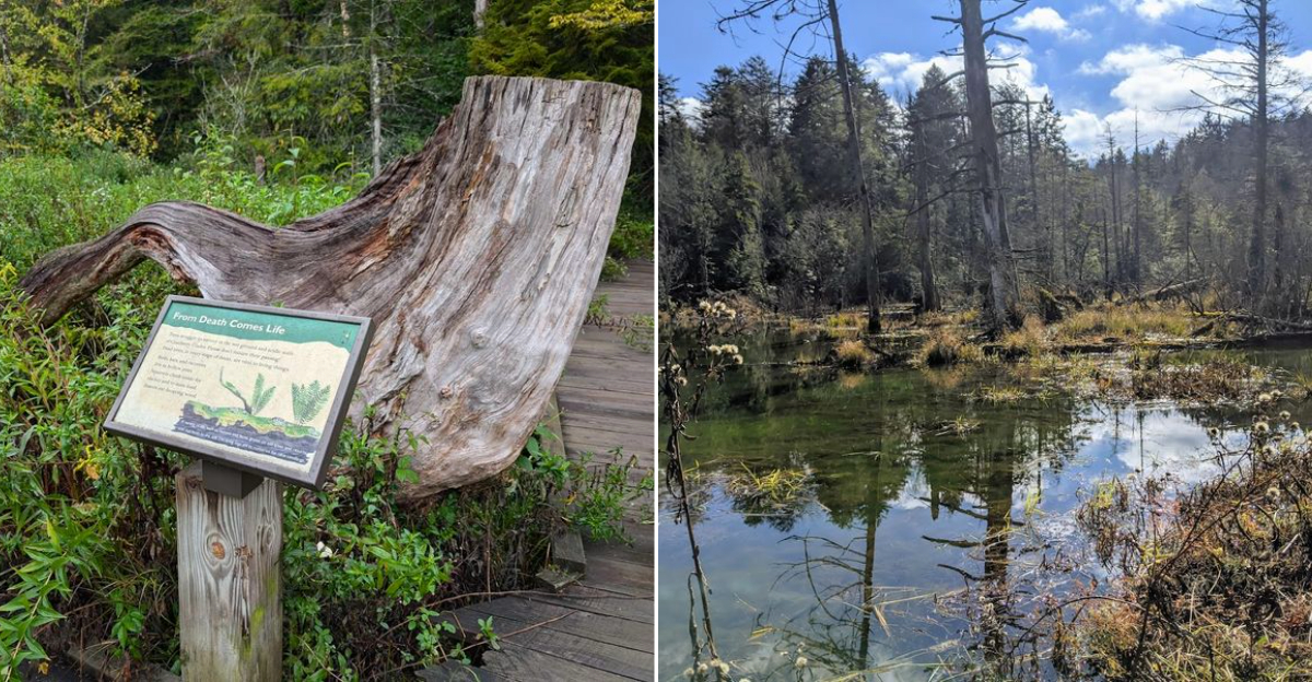 This West Virginia boardwalk leads to a 750-acre arctic tundra hiding ...