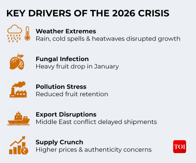 The big Hapus crisis: How climate shocks are threatening India's iconic ...