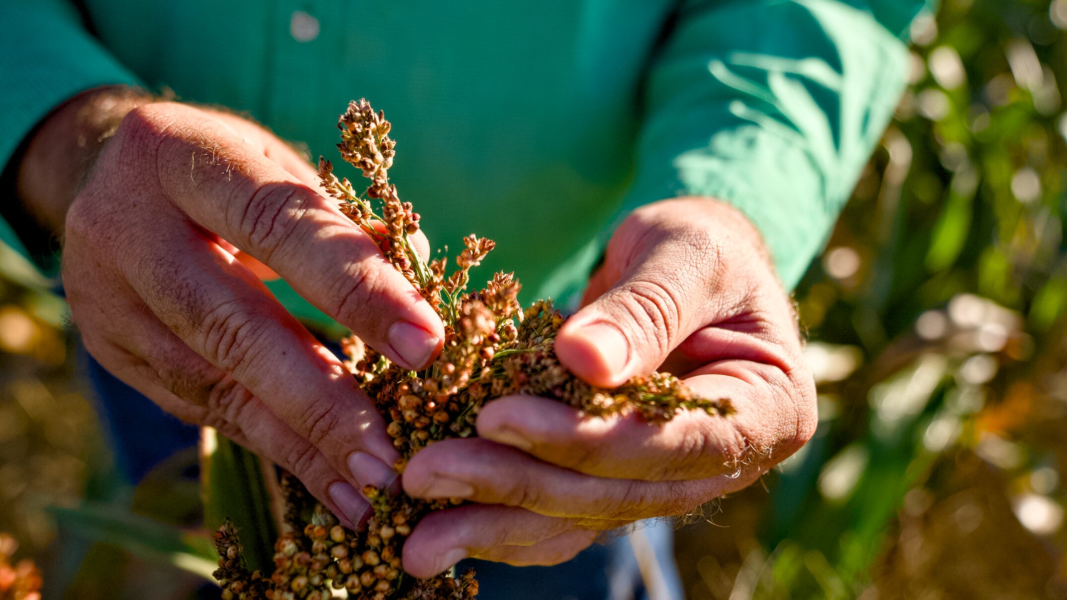 Richmond Shire Council backs sorghum as higher-return alternative to ...