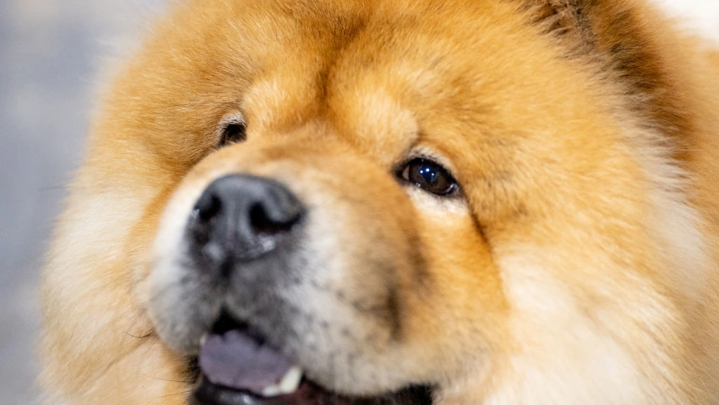 19 dog breeds known for their independence