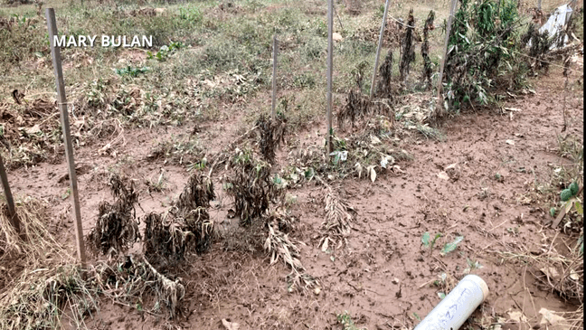 WNC family transforms Helene-ravaged property into community farm