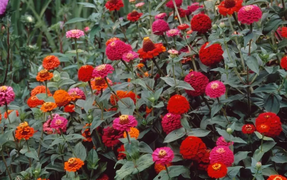 Zinnia growing tips for dreamy summer blooms