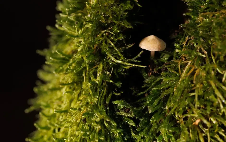 Newly found fungus offers hope against invasive UK moss