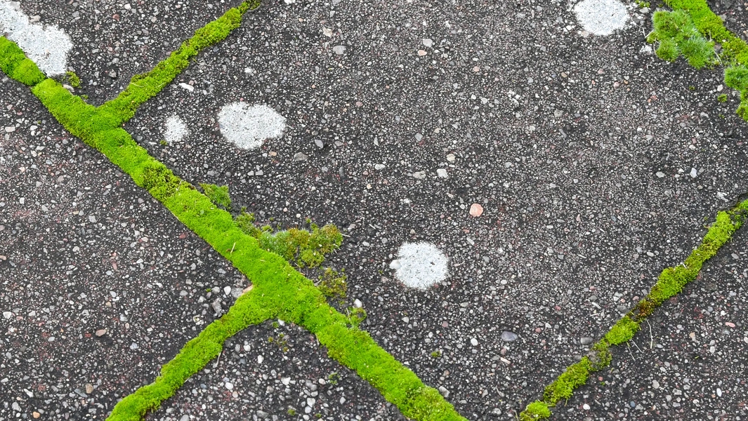 Newly found fungus offers hope against invasive UK moss
