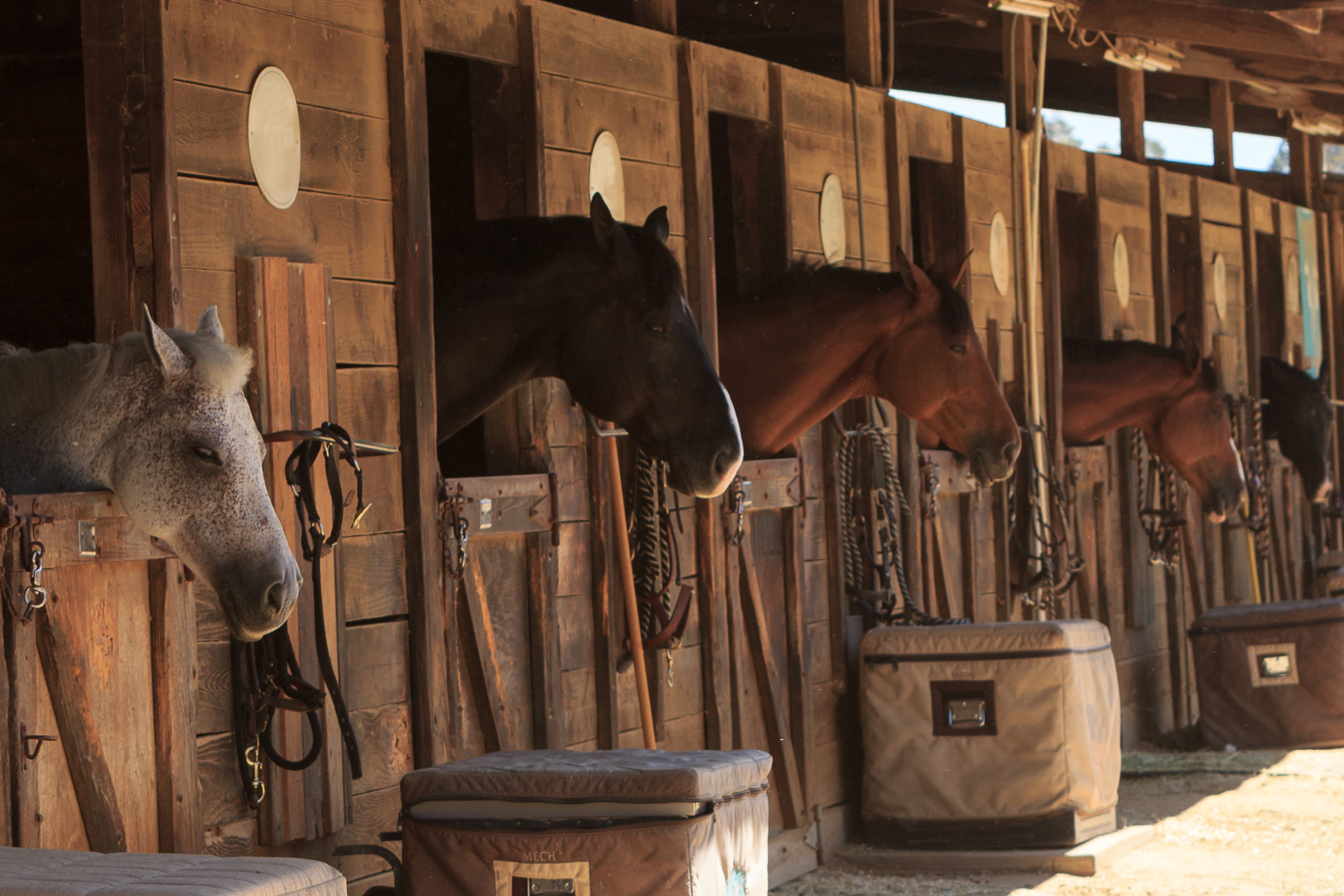 Teen girl arrested for allegedly stabbing 3 horses at Las Vegas ...
