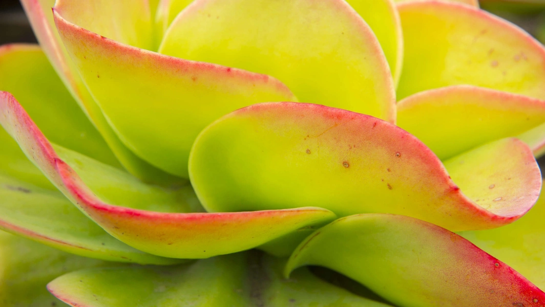 Succulent care tips for thriving plants