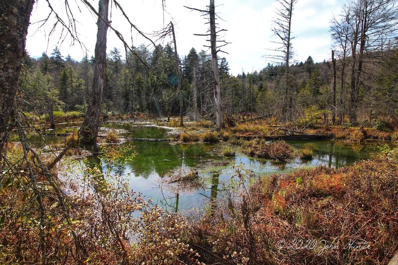 This West Virginia boardwalk leads to a 750-acre arctic tundra hiding ...