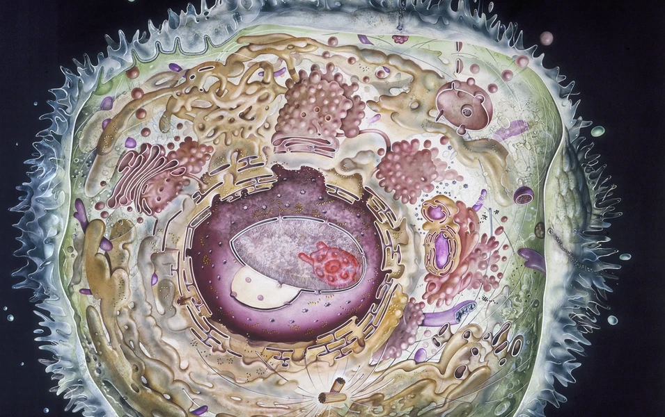 How your cells take out the trash