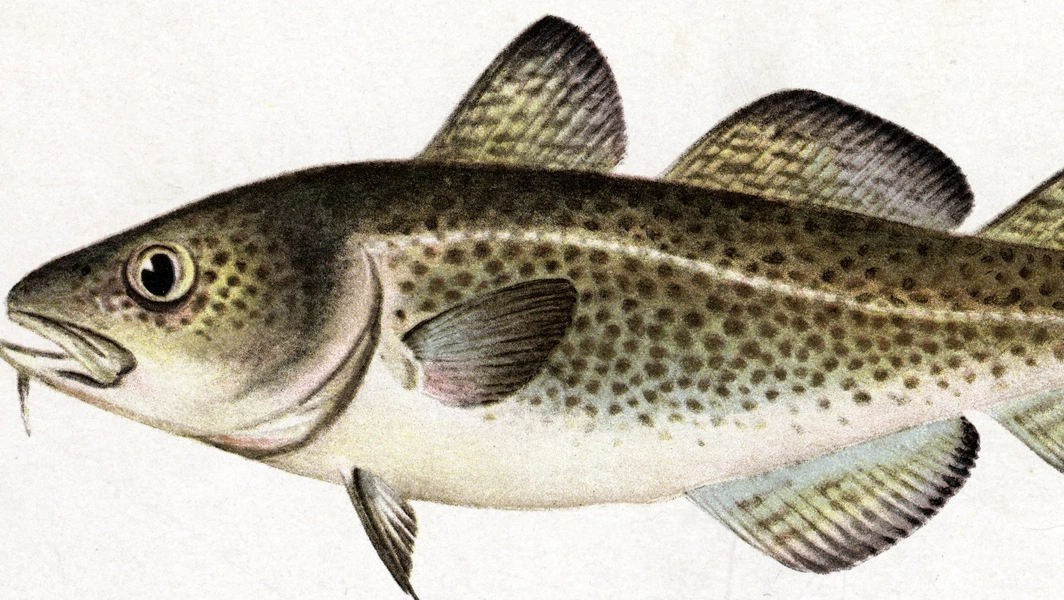 Cod recipes that make weeknights deliciously easy