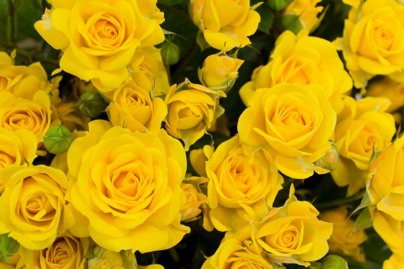 Roses will flower for longer in summer if you do Monty Don's 1 simple ...