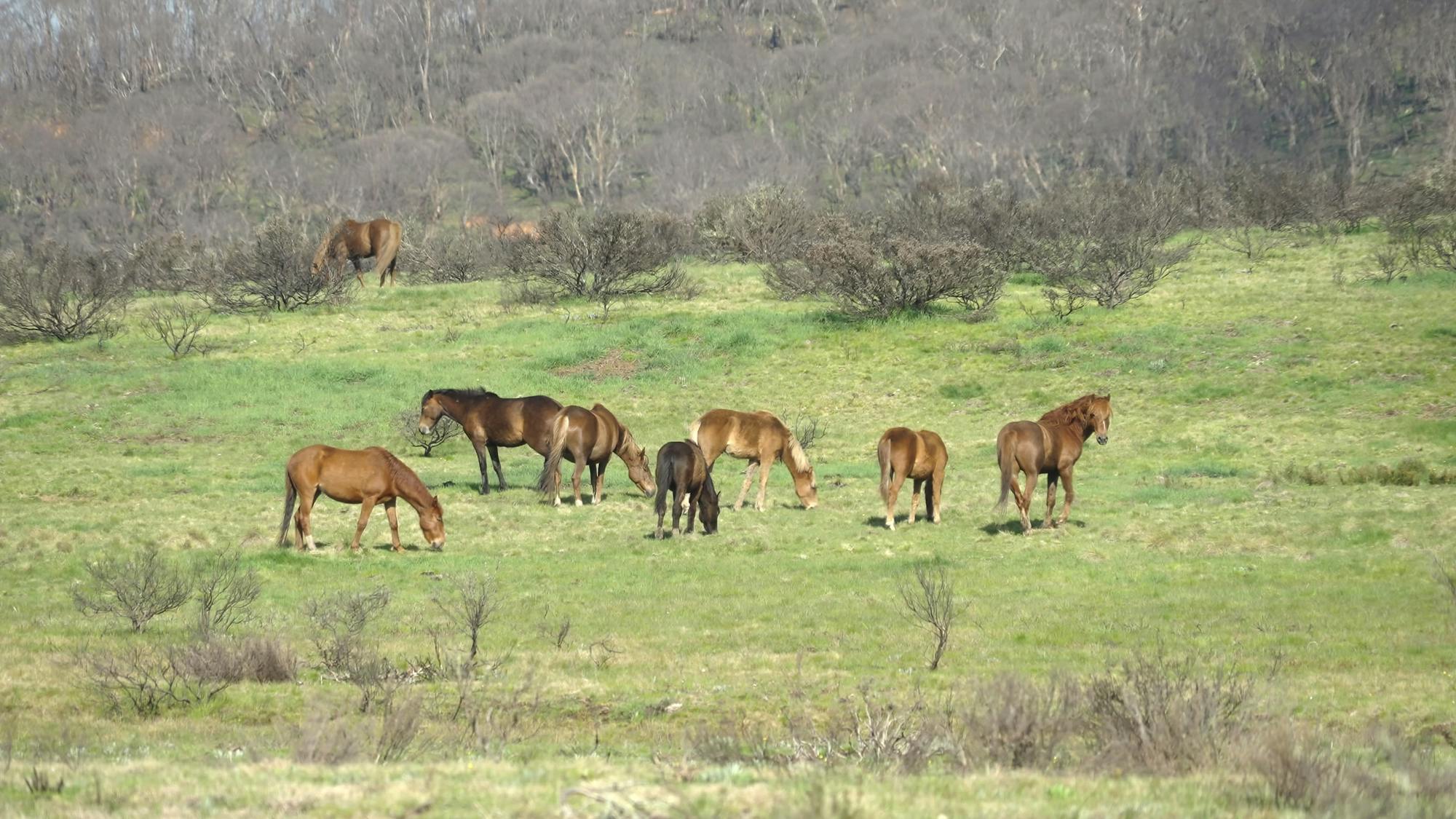 Feral horse numbers in Australia’s alps are on the rise again. It’s ...