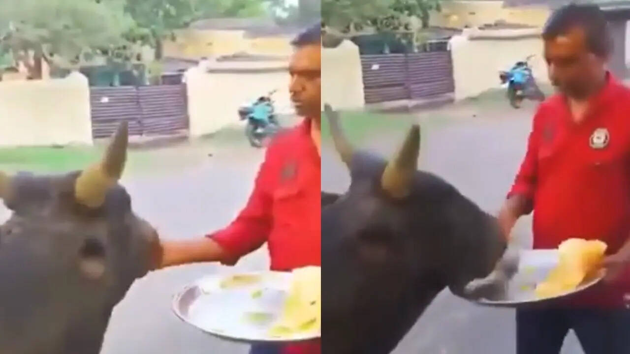 The purest thing online: Simi Garewal’s video of bull waiting patiently ...
