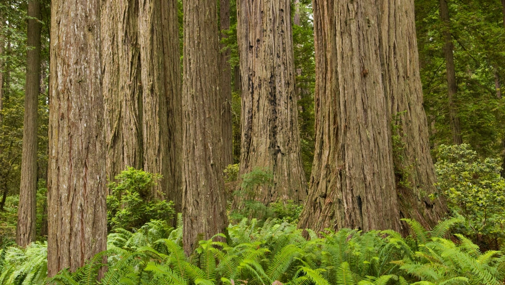 California spotlights Six Rivers National Forest as redwood alternative