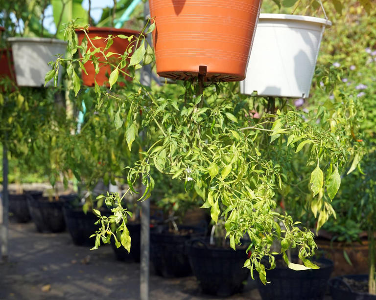Upside down plants – turn your garden on its head to maximize small ...