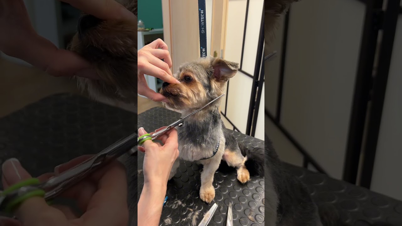 Yorkshire terrier gets an adorable makeover | Cute dog grooming ...
