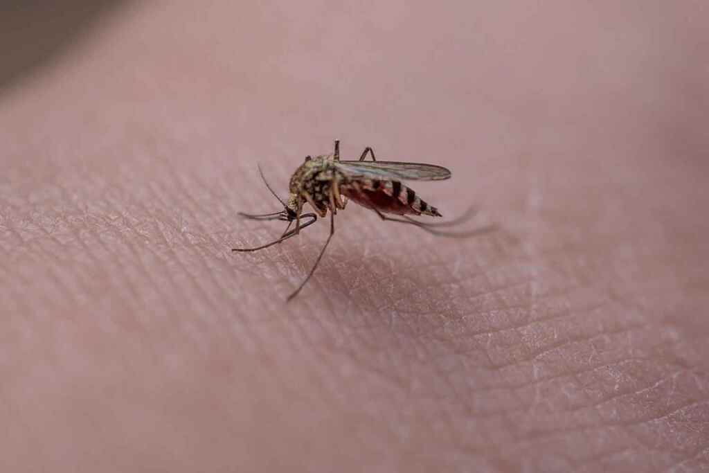 Gocce repellenti contro zanzare: quali sono e come funzionano