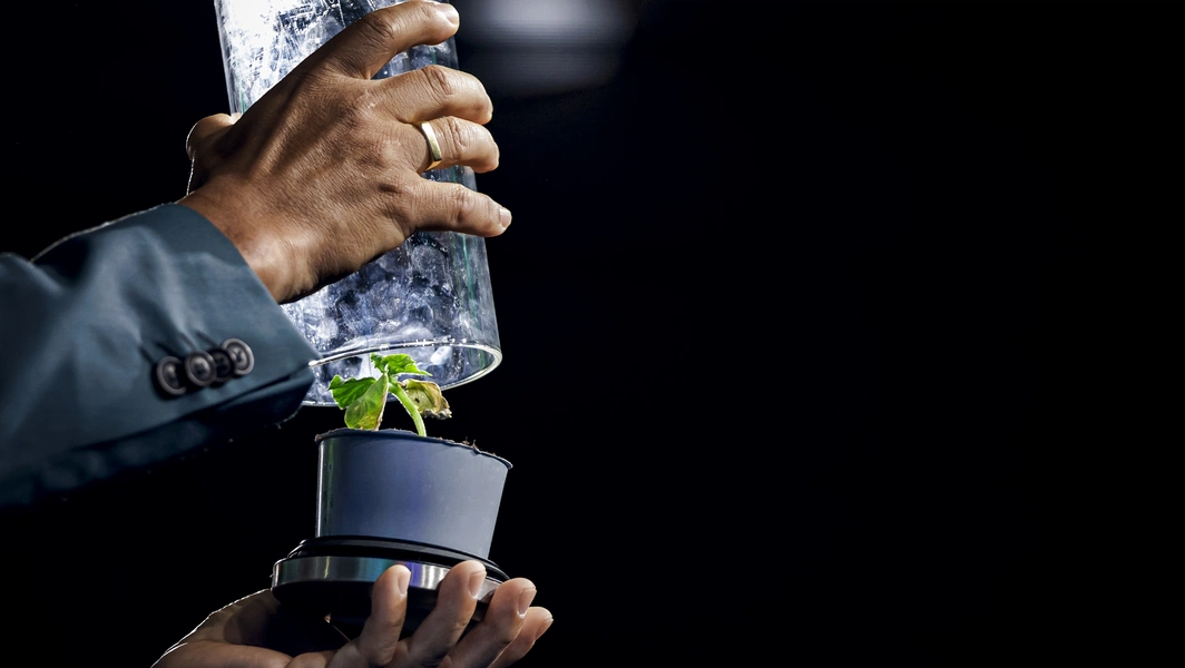Breathe easier with these air-purifying plants