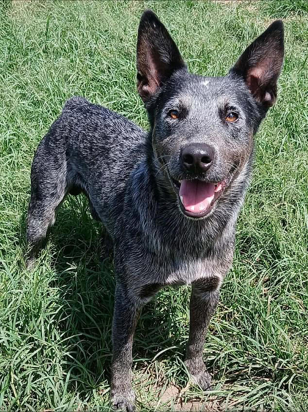 Revealed: Why blue heeler row may have triggered deadly attack on ...