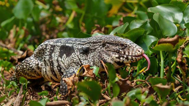 Georgia officials urge residents to kill invasive 4-foot lizard ...