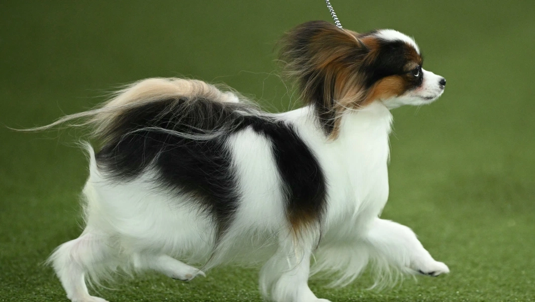 Papillon care tips every owner should know