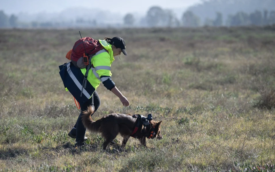 Understanding your dog’s super-sniffer world