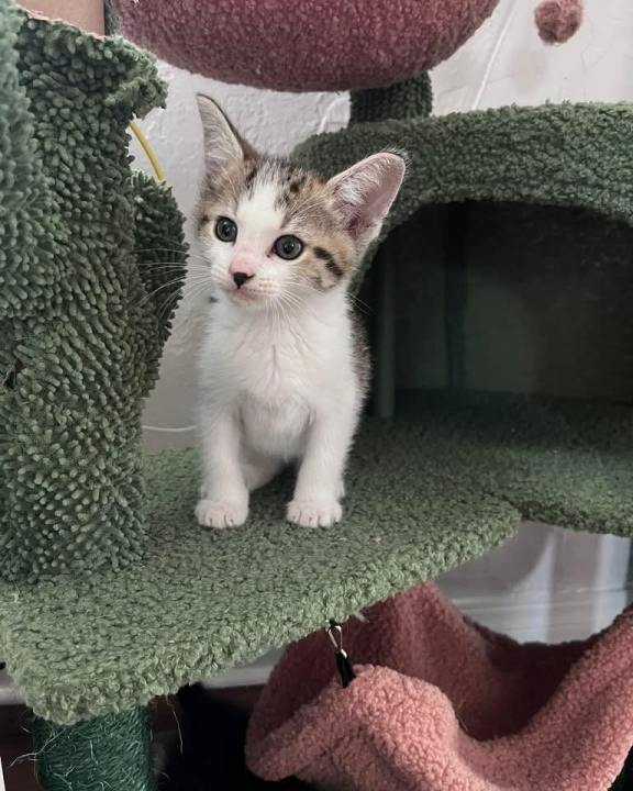 Update: Chet the kitten is back, suspects found