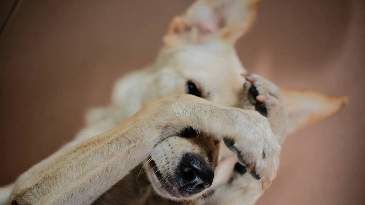 7 household noises that are making your pet feel unsafe, according to a vet