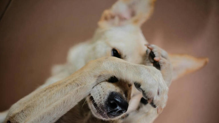 7 household noises that are making your pet feel unsafe, according to a vet
