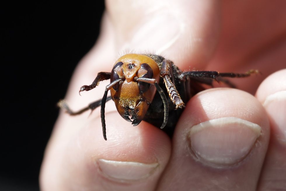 Asian hornet fears grow as British heatwaves set to trigger population ...