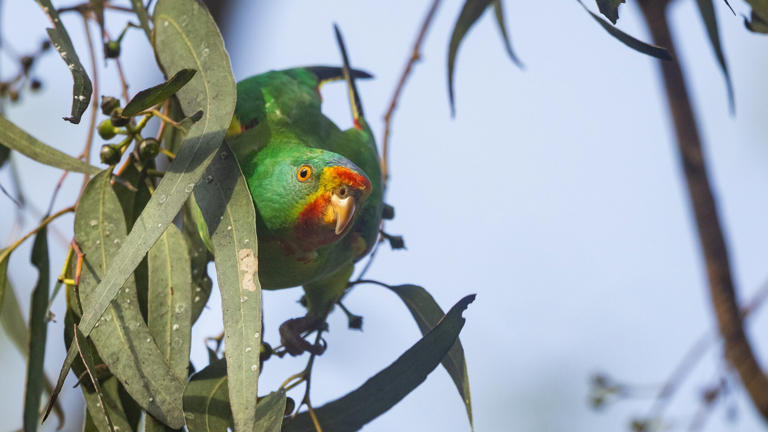 Large flock of critically endangered swift parrots seen near Port Macquarie