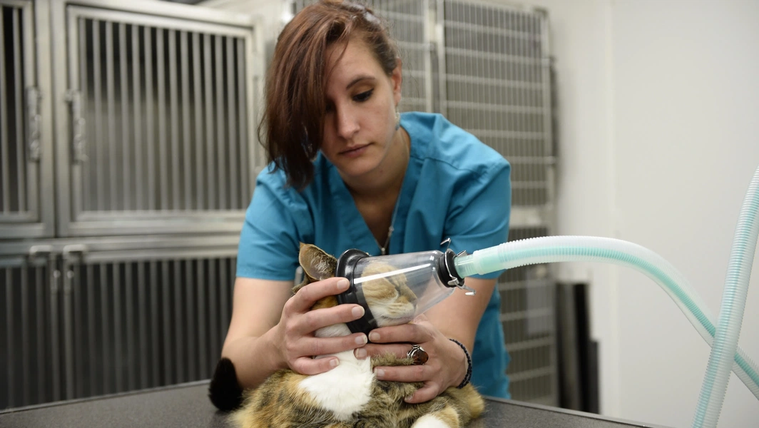 Genetic mapping of feline cancers reveals human parallels