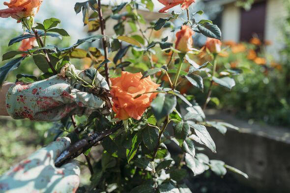 Monty Don guarantees roses will 'flower longer' if you do 1 simple 5 ...
