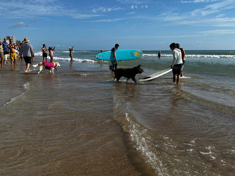 Daytona Beach hosts Hang Eight dog surfing extravaganza