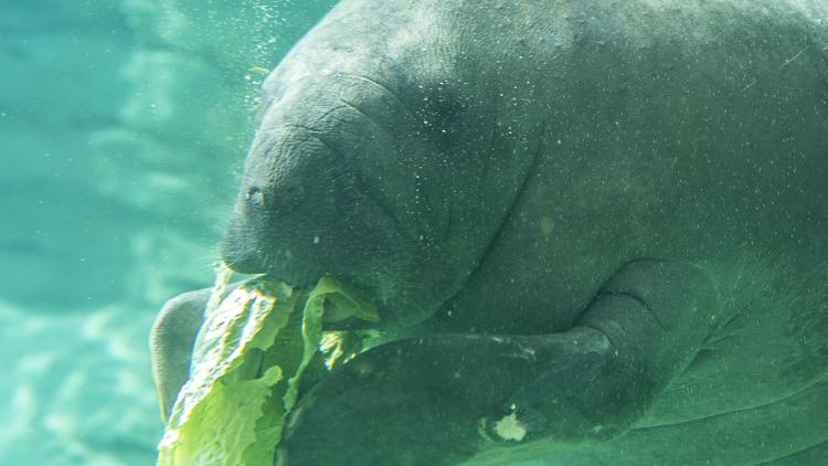 New Endless Summer Pass allows unlimited visits to Jacksonville Zoo for ...