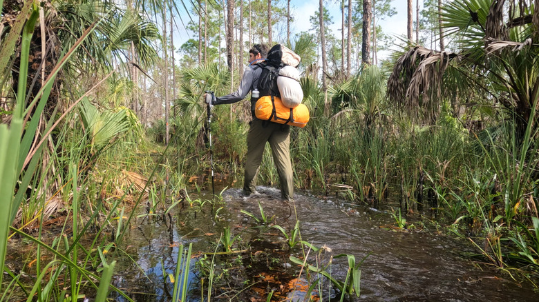 The most scenic trails in Florida (from serene boardwalks to jungle ...