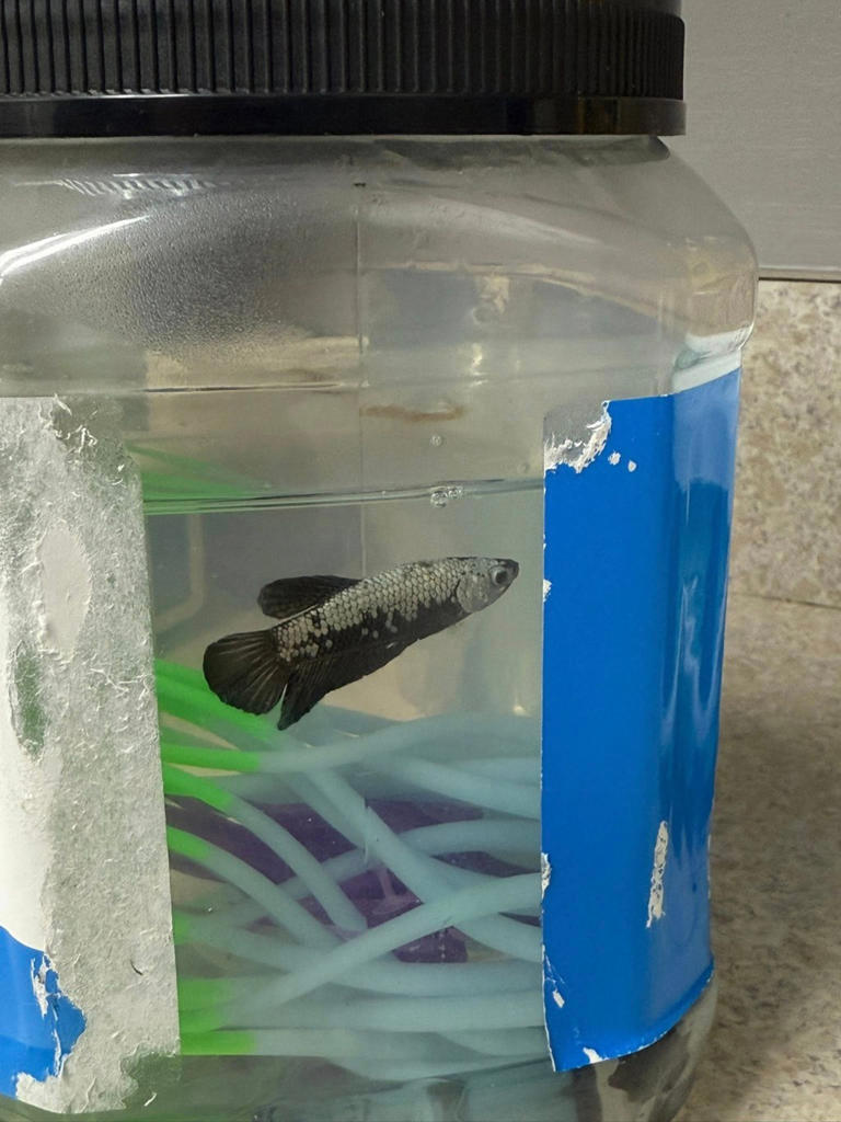 Cops bust creep carrying pet fish and exposing his 'chimichanga ...