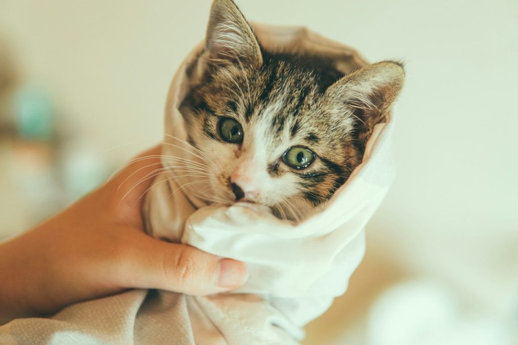The street cat who refused to let her rescuer leave