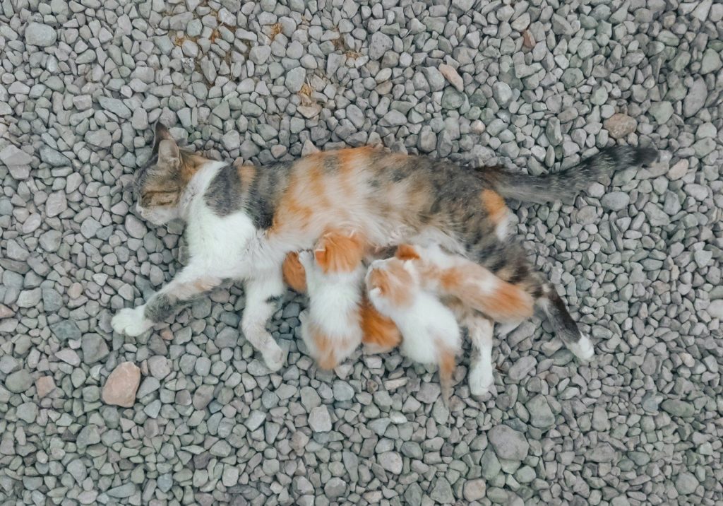 Pregnant stray cat rescues orphan kitten and forms an unexpected family