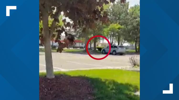 Bear spotted in Coopersville hit by vehicle, killed while crossing highway
