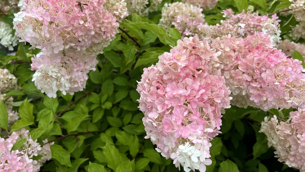 15 flowering shrubs that thrive in shade