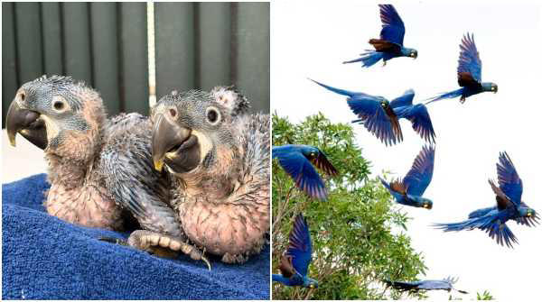 Vídeo: Duas araras-azuis-de-lear nascem no Zoo São Paulo; espécie é ...