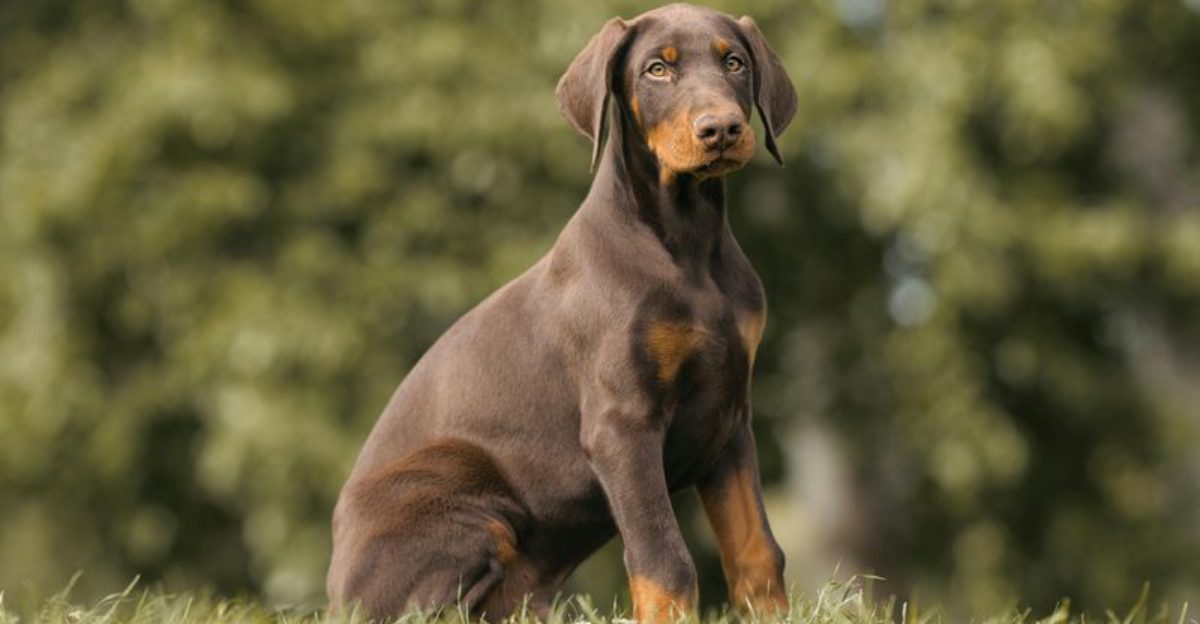 10 ultra-attached dog breeds that act personally offended when you walk ...