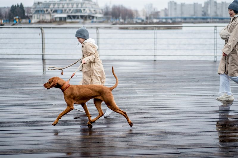10 ultra-attached dog breeds that act personally offended when you walk ...