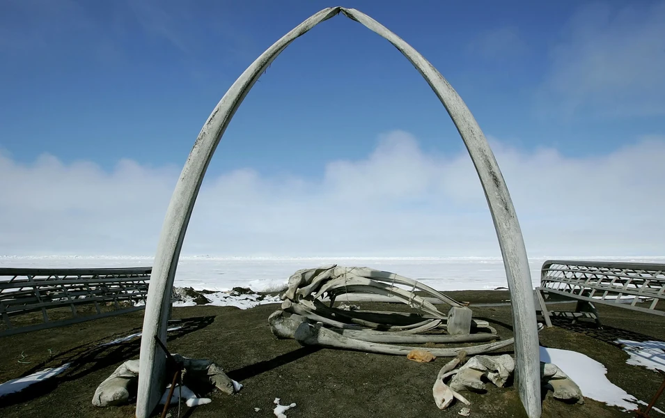 Alaska 'mammoth' fossils reidentified as whale bones 250 miles inland
