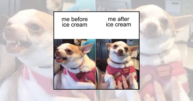 A sweet selection of ice cream memes for people powered by sugar and ...