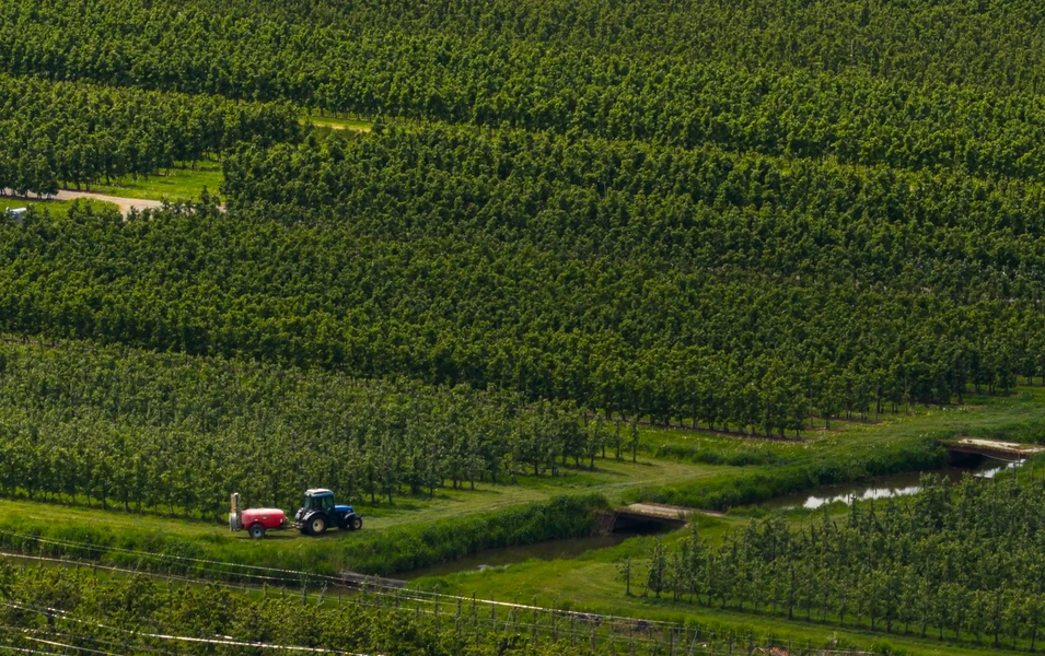 Your friendly guide to thriving fruit trees